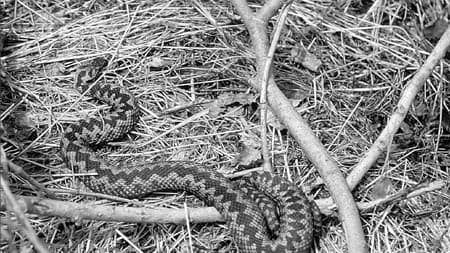 Adder warning as the temperatures climb | theforestreview.co.uk