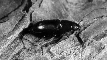 THAT’S MUNCH BETTER | theforestreview.co.uk