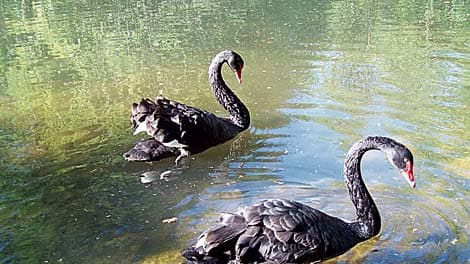 Swans swiped | theforestreview.co.uk
