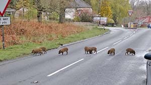 Drive with care…road hogs crossing! | theforestreview.co.uk