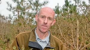 New blight woes hitting Forestry | theforestreview.co.uk