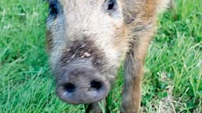 Boar numbers set to soar? | theforestreview.co.uk