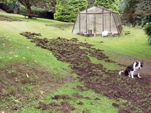 Lawn disorder – boar damage continues | theforestreview.co.uk