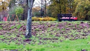 Biggest ever cull | theforestreview.co.uk