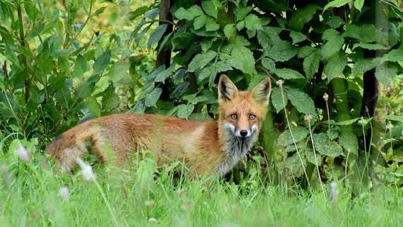 Cub kill horror | theforestreview.co.uk