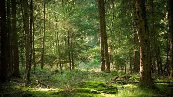 A welcome back to Dave Kent's 'Forest View' | theforestreview.co.uk