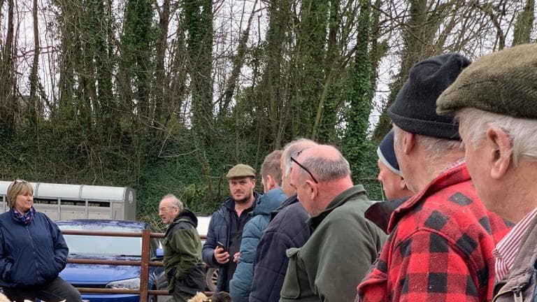 Ross market reports 'strong trade' for cattle and hoggets, ewe won't ...