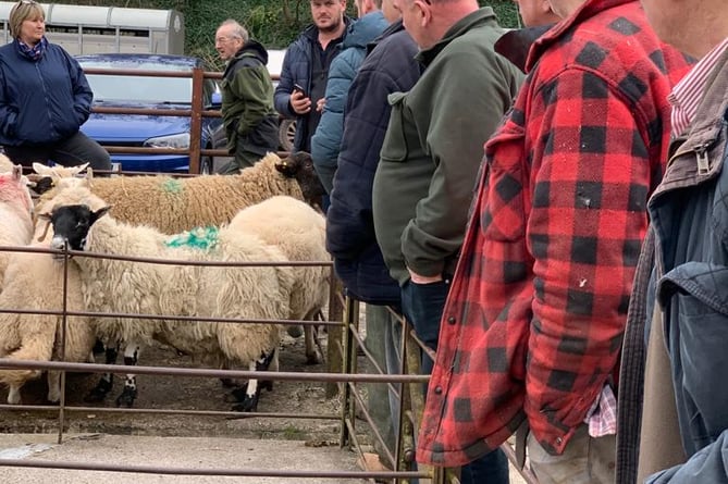 Ross market reports 'strong trade' for cattle and hoggets, ewe won't ...