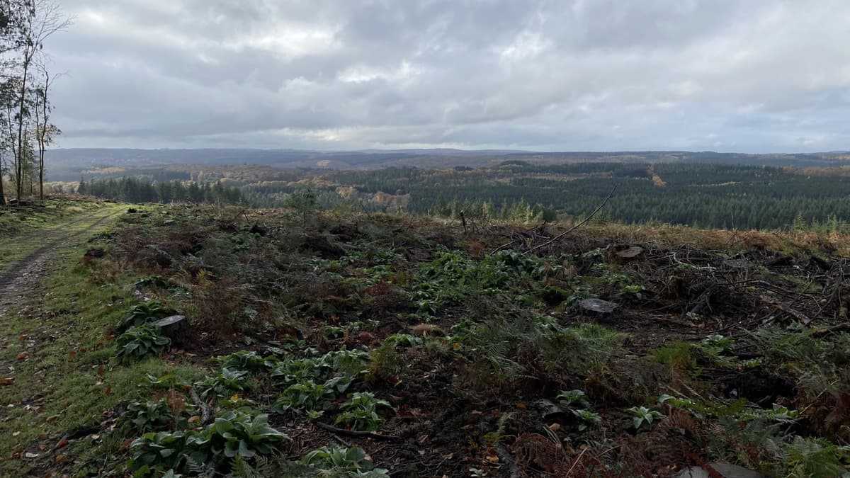 Clear felling of large areas of the Forest of Dean due to tree disease ...