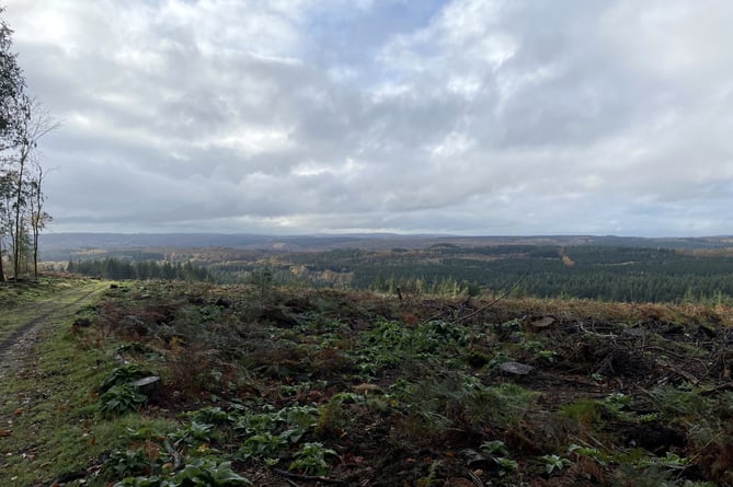 Clear felling of large areas of the Forest of Dean due to tree disease ...