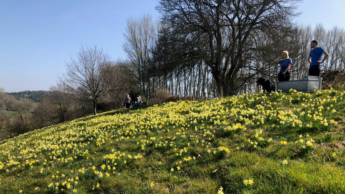 Time to stop and smell the Dymock daffodils | theforestreview.co.uk