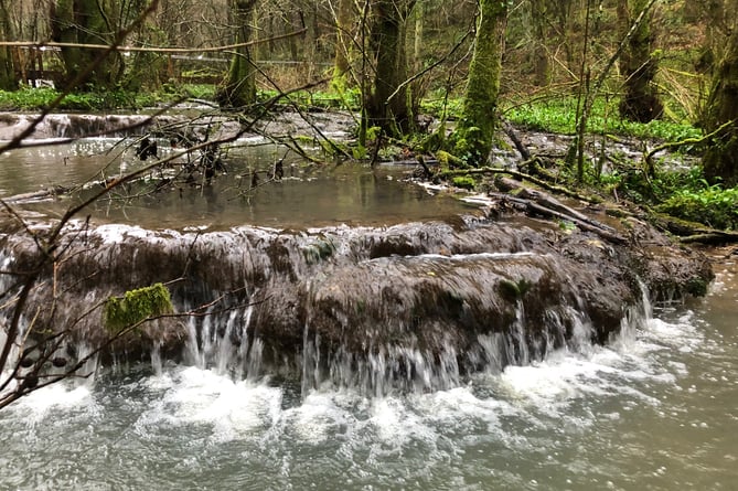 Secret stream walk is a hidden gem | theforestreview.co.uk