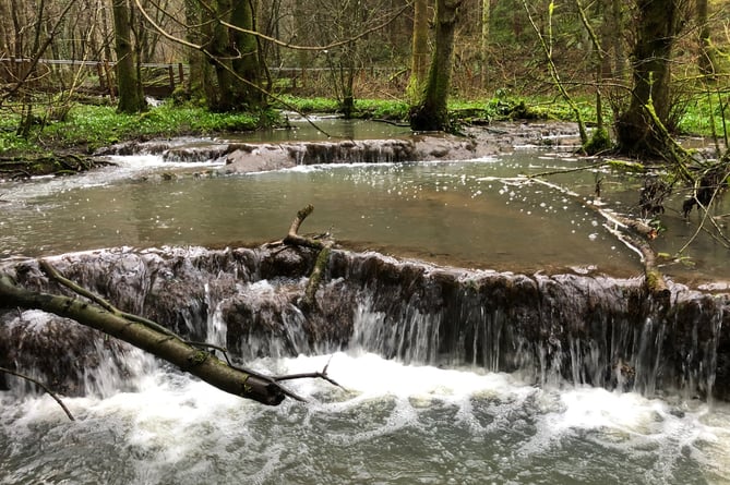 Secret stream walk is a hidden gem | theforestreview.co.uk