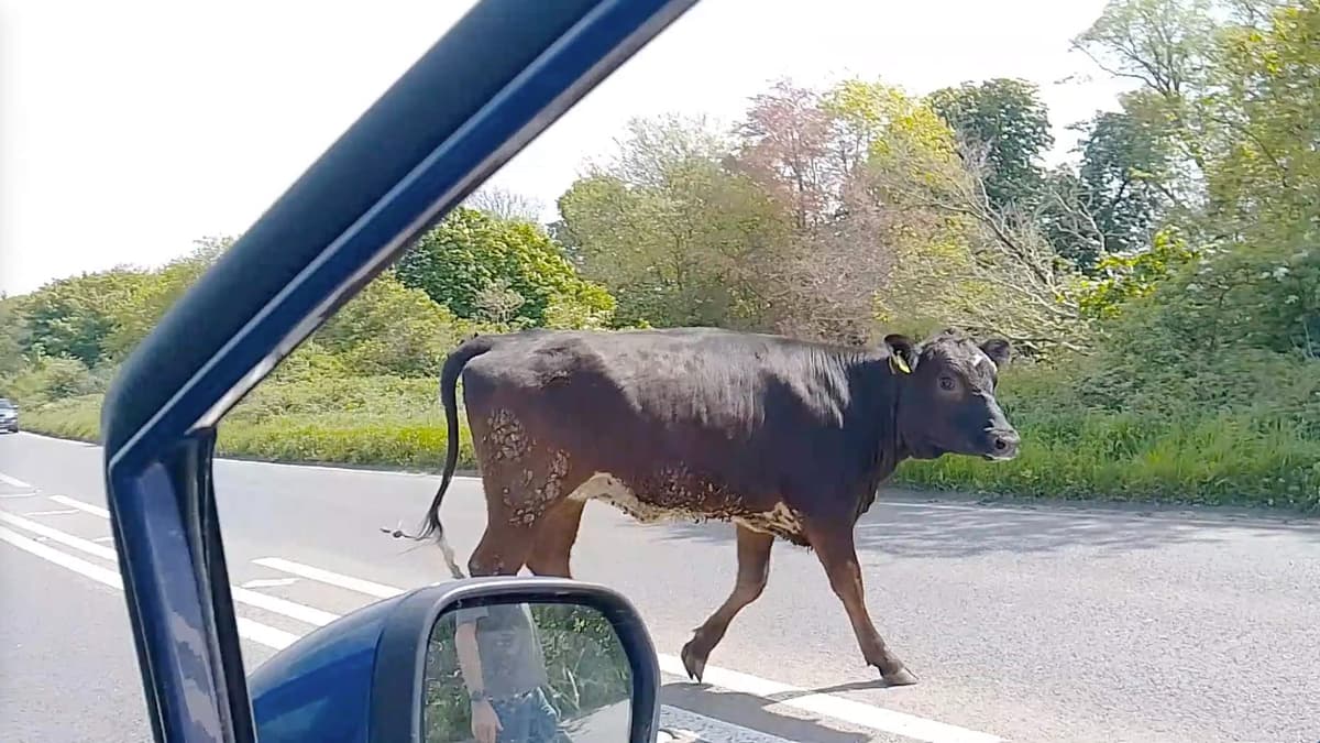 Bull brings A48 near Chepstow to a standstill | theforestreview.co.uk