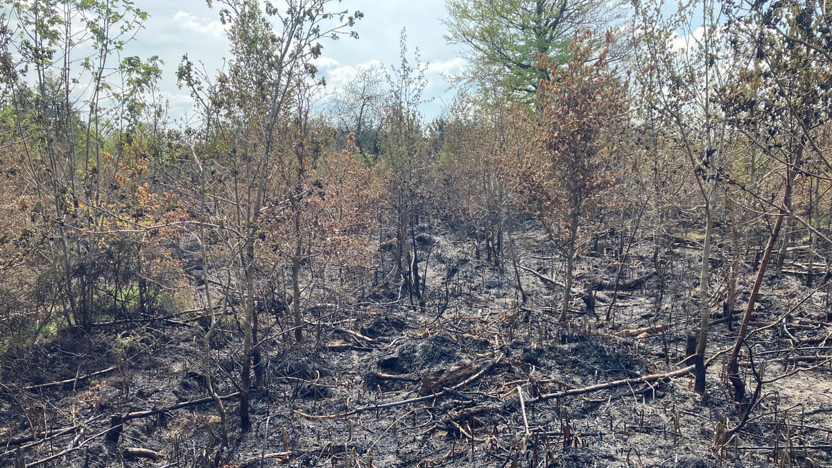 Thousands of trees damaged in forest fire | theforestreview.co.uk