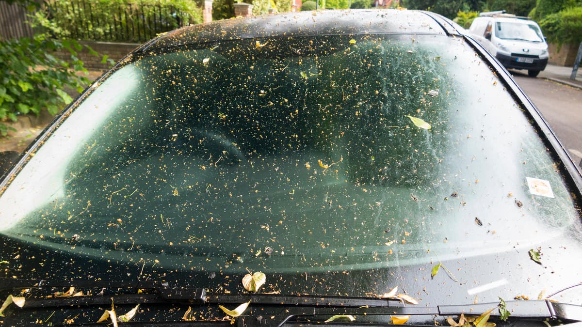 Avoid damaging your car by using online hacks to clean tree sap ...