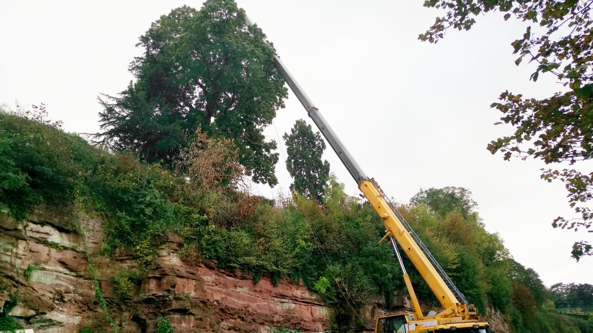 Unstable cliff top tree closes road | theforestreview.co.uk