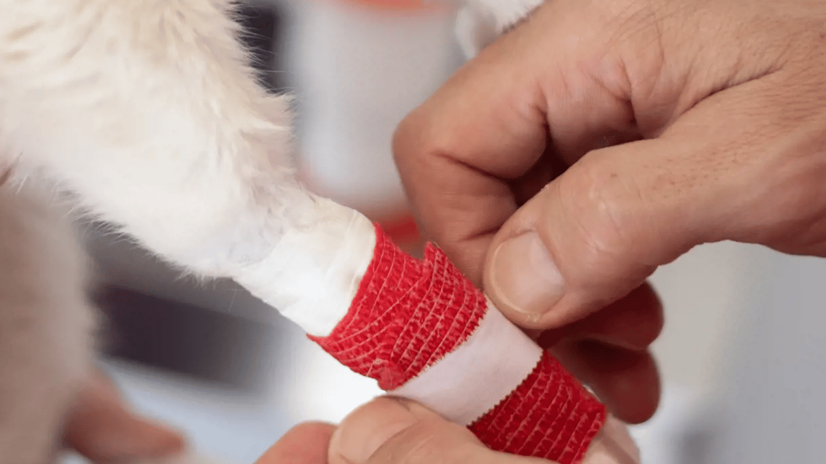Hartpury University launches small animal first aid course for pet care ...