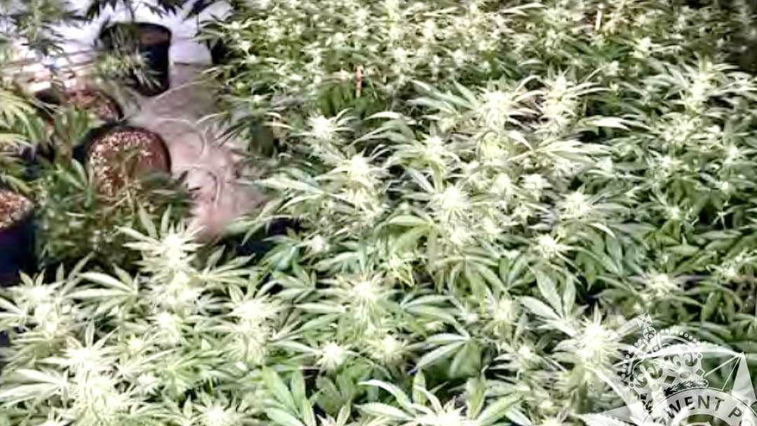Farmhouse cannabis factory gang sentenced after Operation Mechanic raid ...