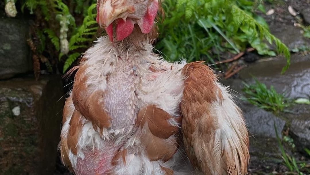 British Hen Welfare Trust Rehomes 200 Hens, Reaches Milestone ...