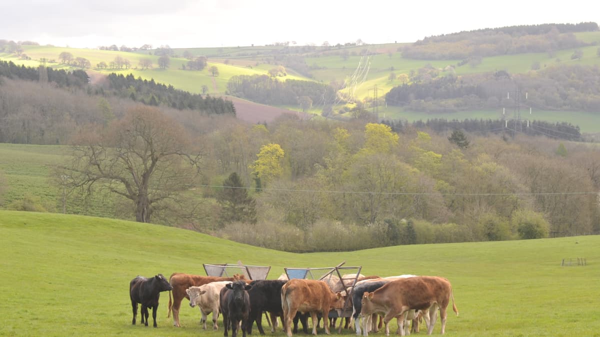 Ross market report | theforestreview.co.uk